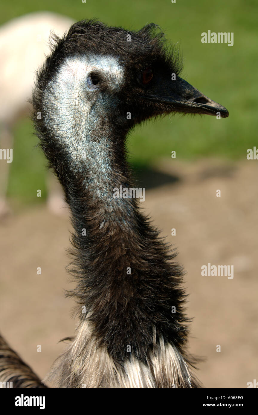 Emu farming uk hi-res stock photography and images - Alamy