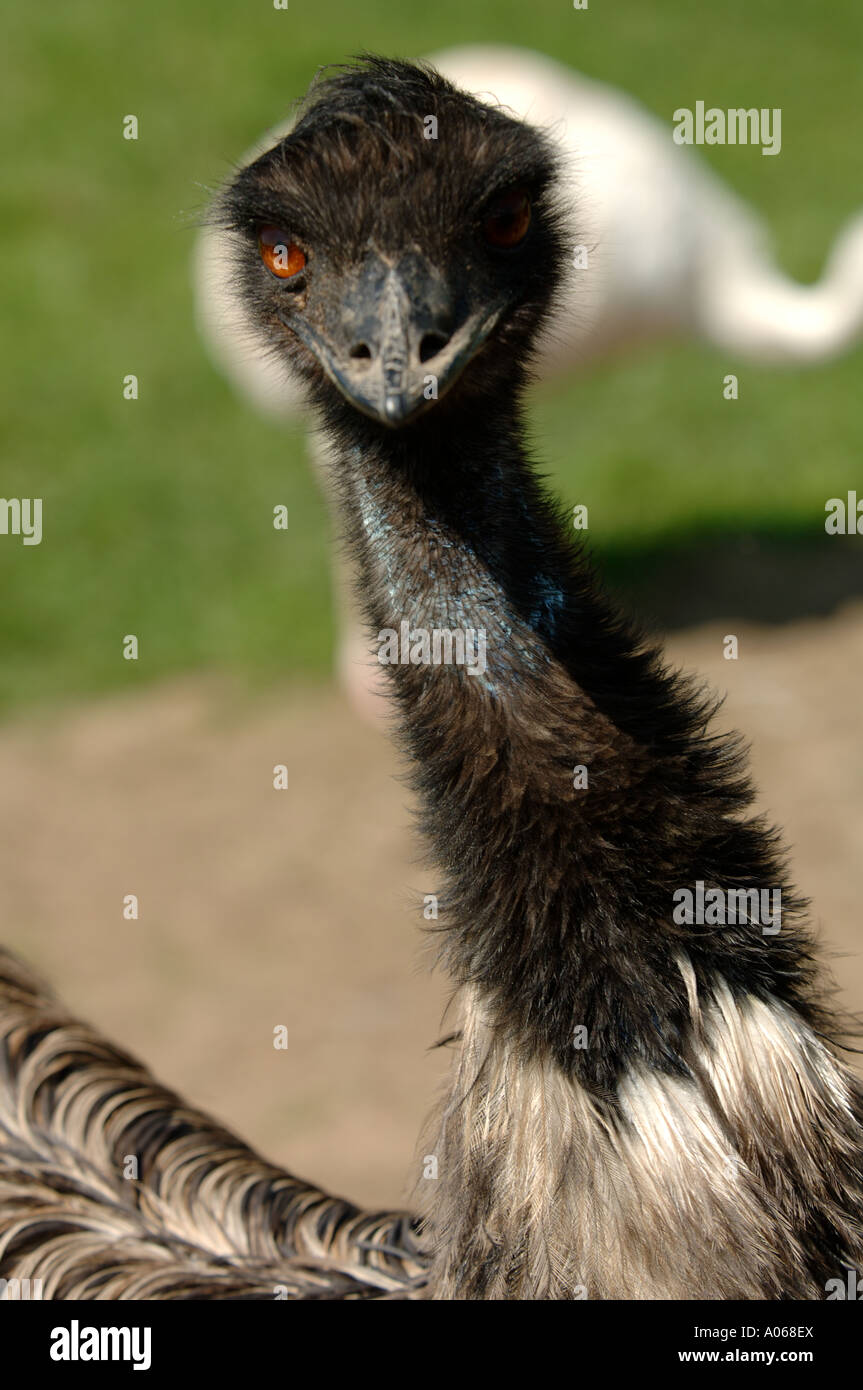 emu farming in Devon .uk Stock Photo - Alamy
