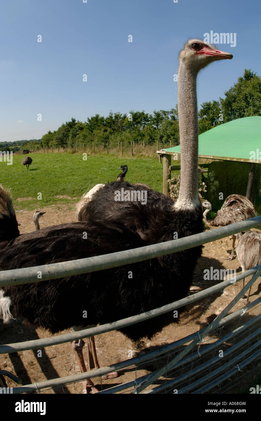 Rhea farming hi-res stock photography and images - Alamy