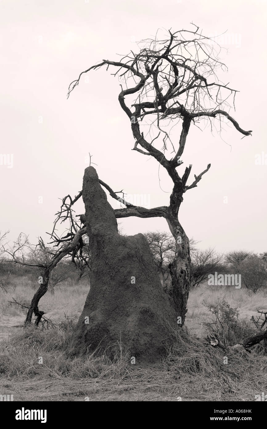 Anthill black and white hi-res stock photography and images - Alamy