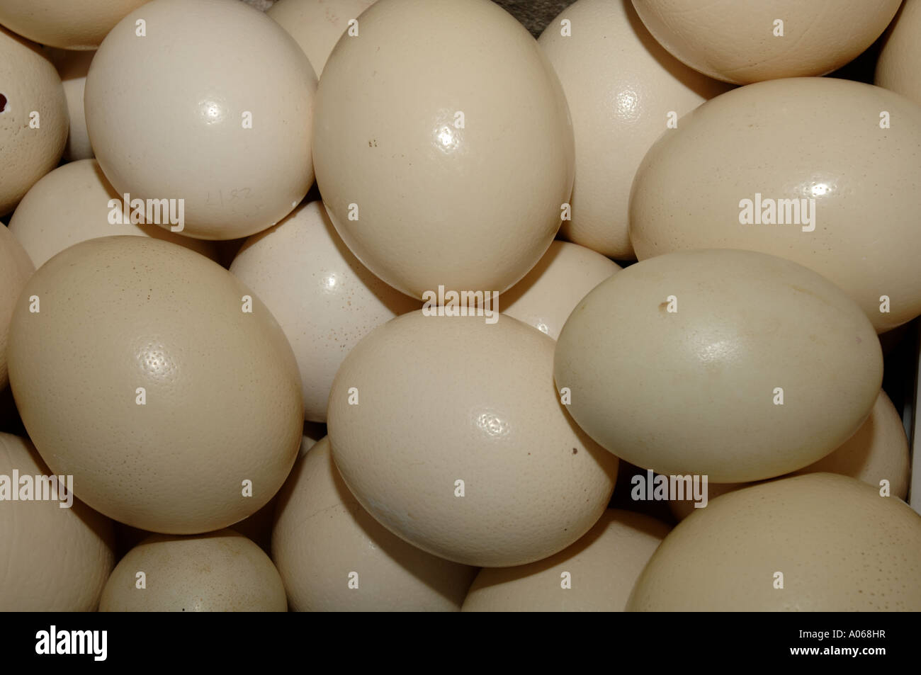 Rhea egg hi-res stock photography and images - Alamy