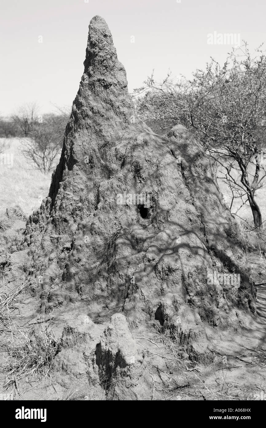 Anthill black and white hi-res stock photography and images - Alamy