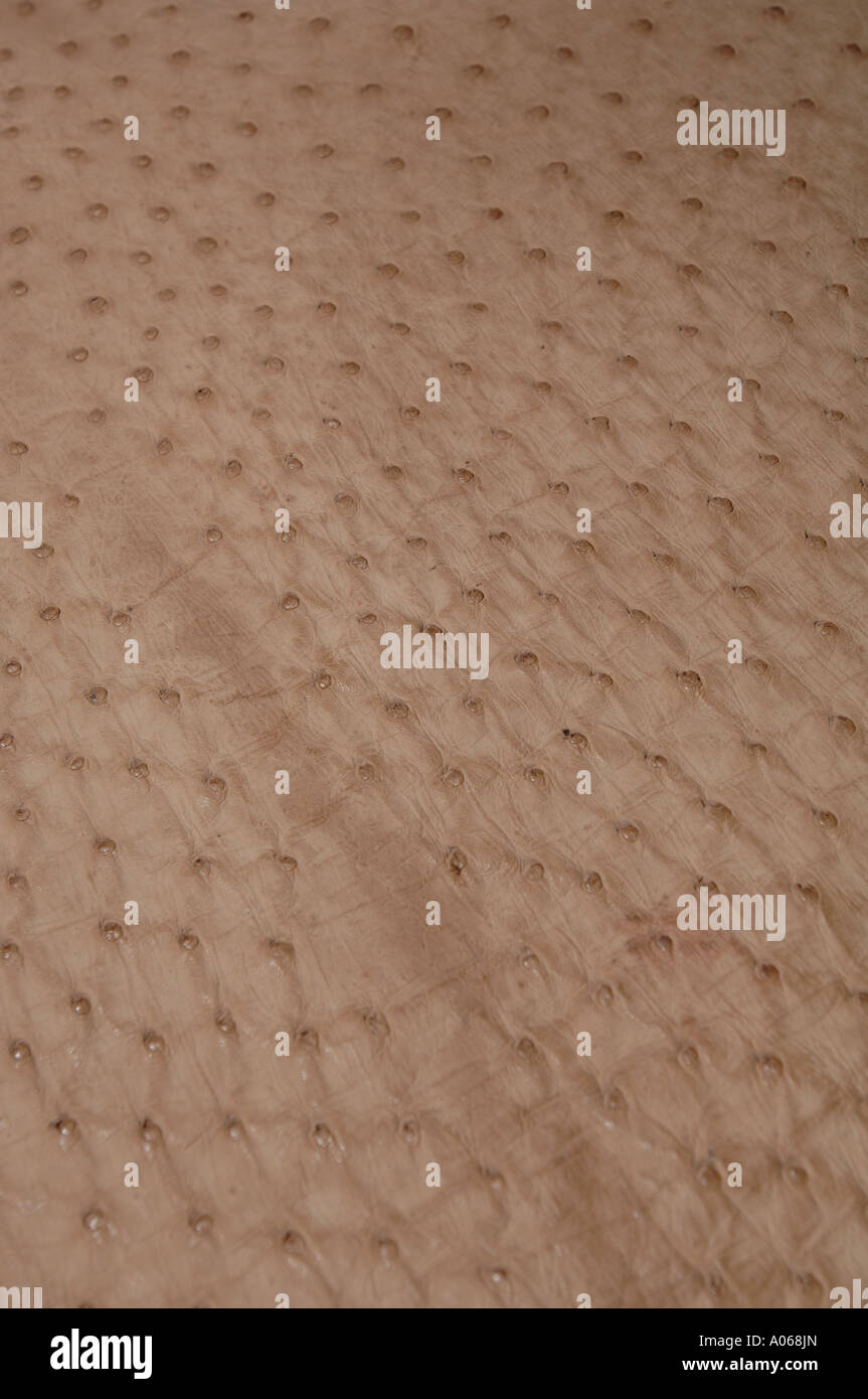 Rhea meat hi-res stock photography and images - Alamy