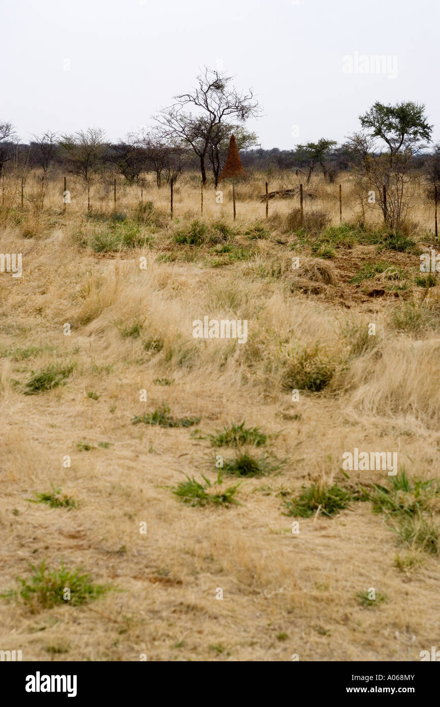 Giant anthill hi-res stock photography and images - Alamy