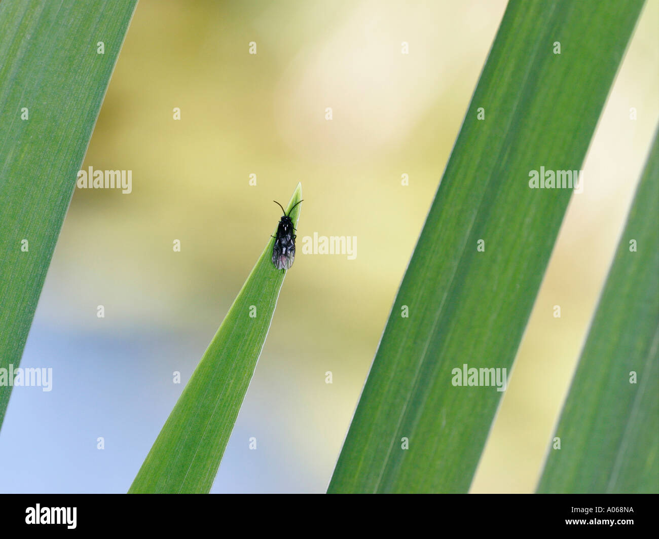 Tapering leaves hi-res stock photography and images - Alamy