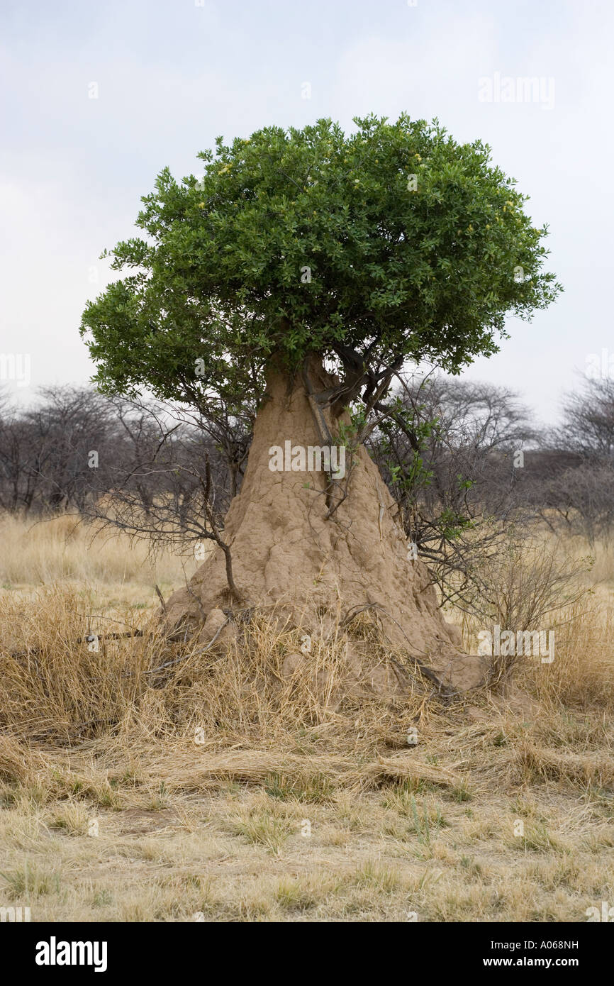 Giant anthill hi-res stock photography and images - Alamy