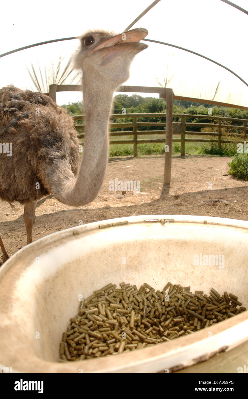 feeding Ostriches in farm in Devon.UK Stock Photo - Alamy