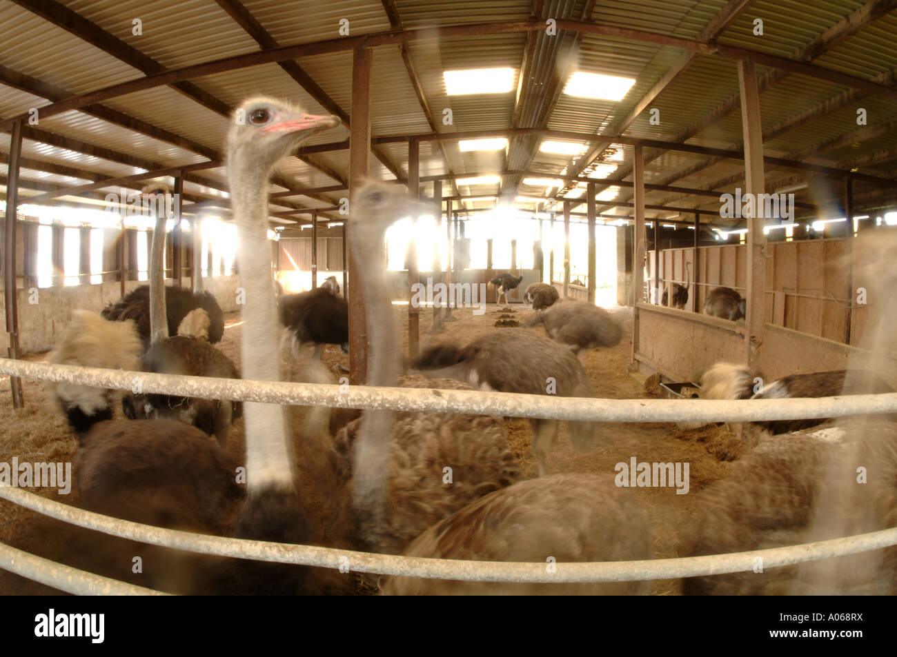 Ostrich farming in Devon Stock Photo - Alamy