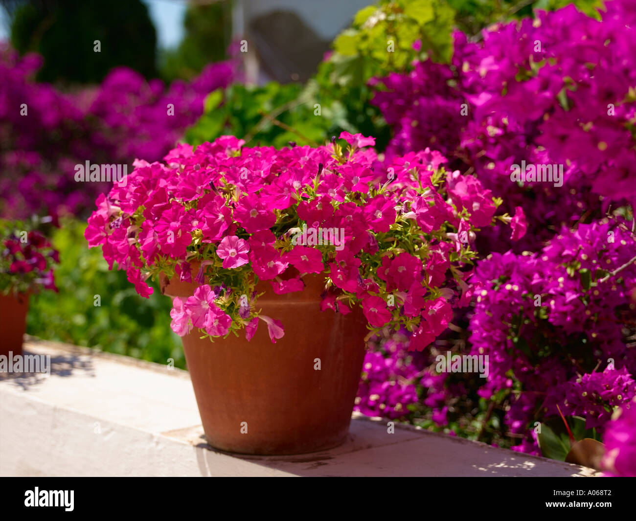 Europe, Greece, Pot Plant Stock Photo - Alamy