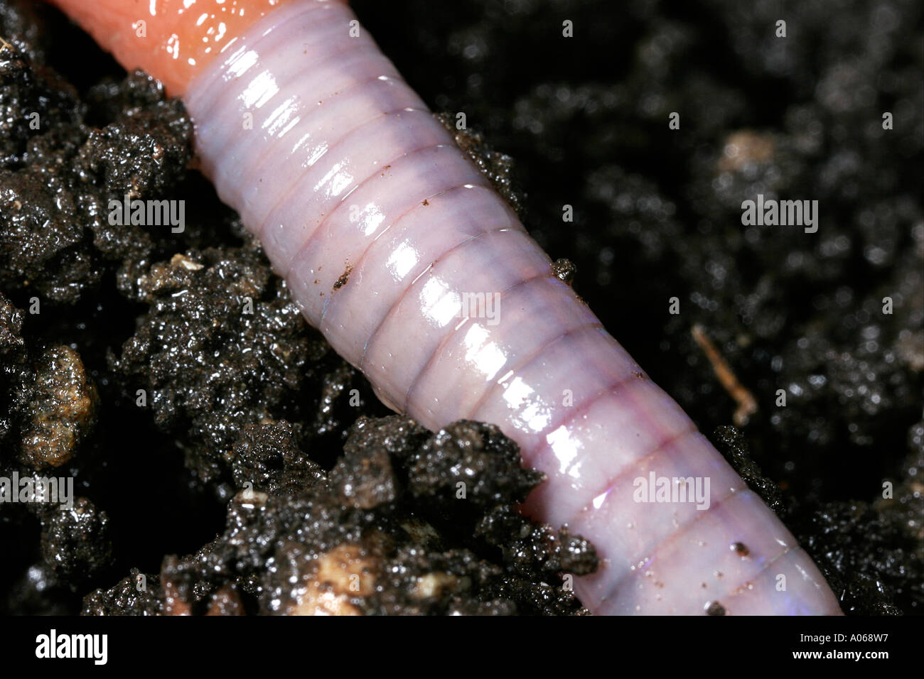 Slimy worm hi-res stock photography and images - Alamy