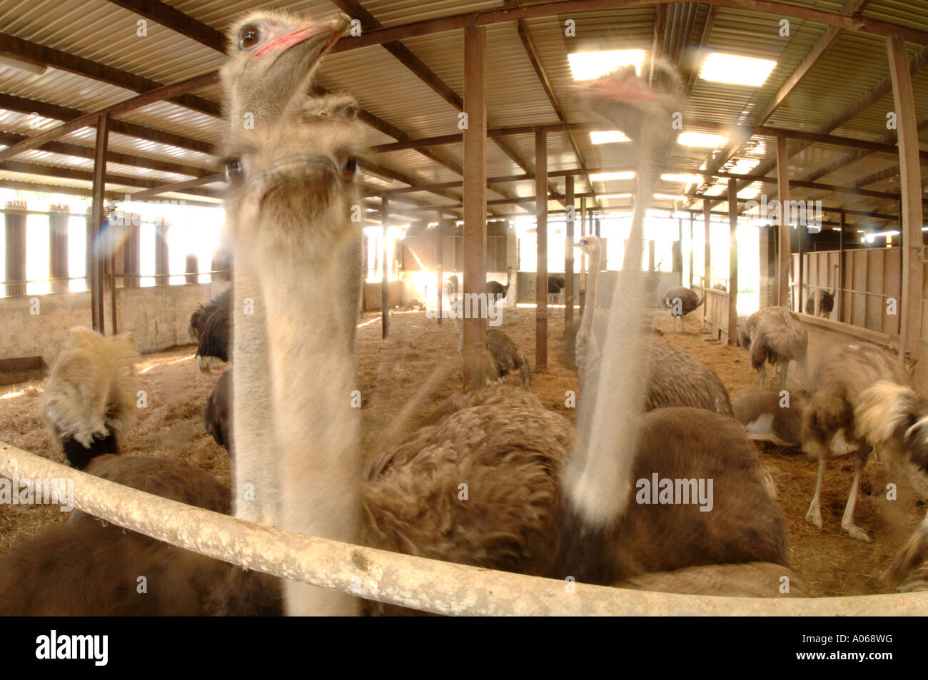 Ostrich farming in Devon Stock Photo - Alamy
