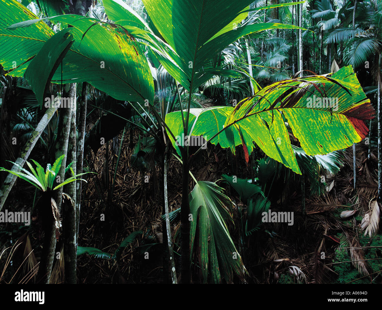coco de mer palm tree seychelles Stock Photo - Alamy