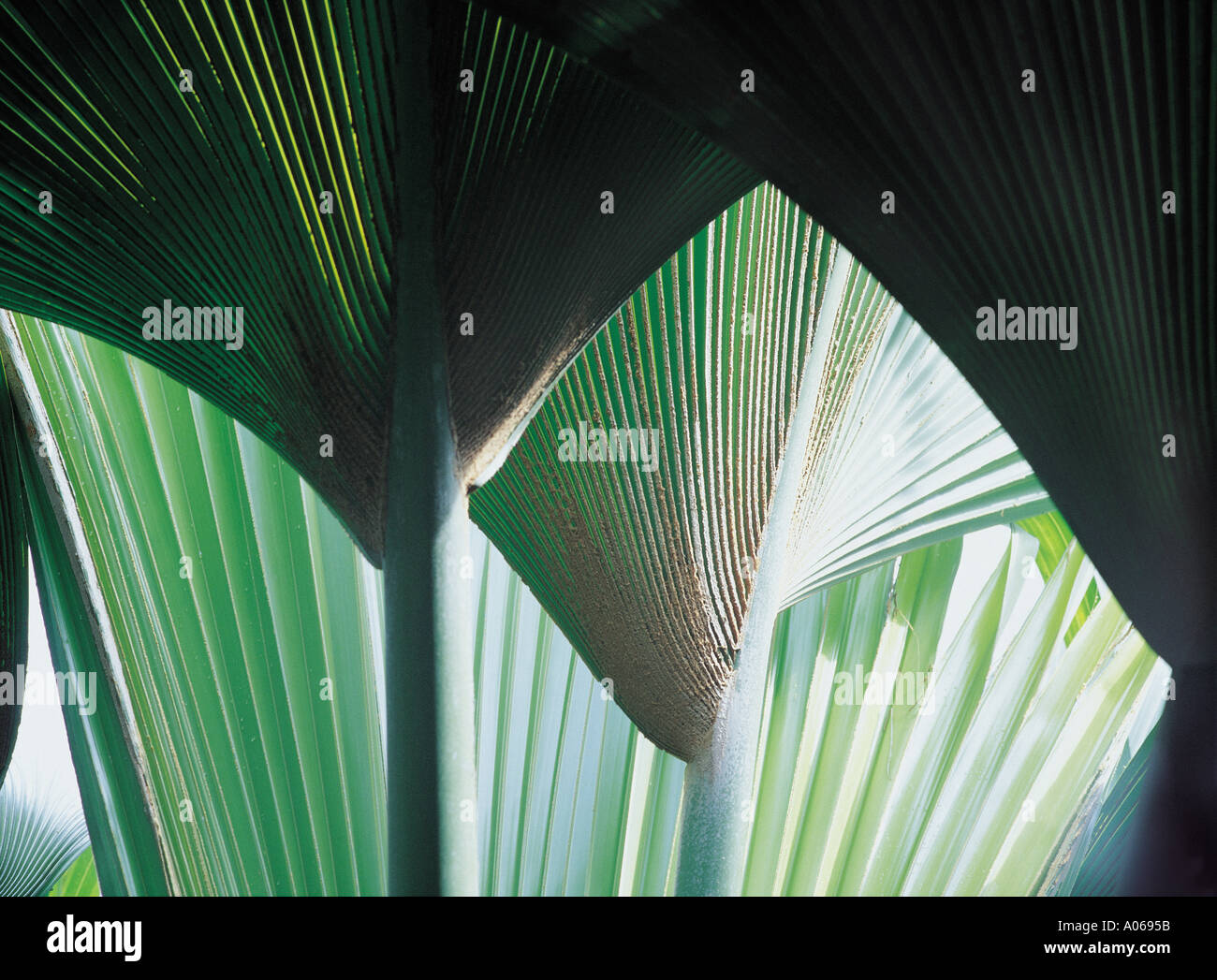 roof of leaves coco de mer palm tree praslin seychelles Stock Photo - Alamy