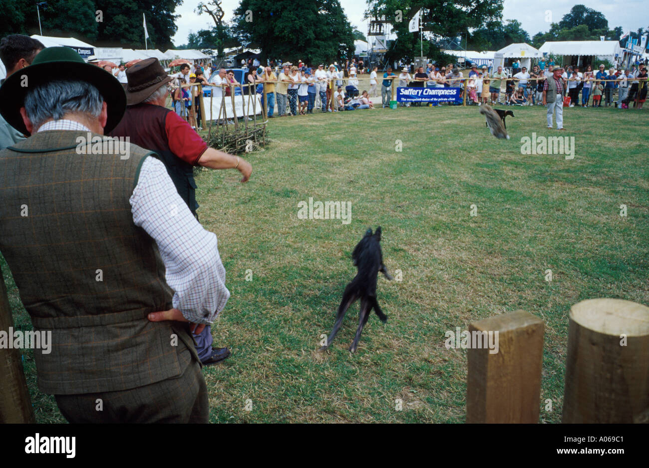 Hare coursing 2000 Game fair - Blenheim Palace Oxfordshire Stock Photo ...