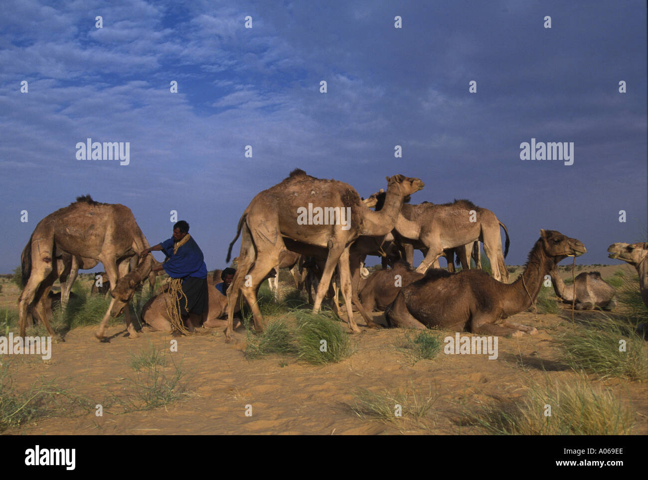 A salt caravan in Mali bringing salt out of the Sahara desert Stock ...