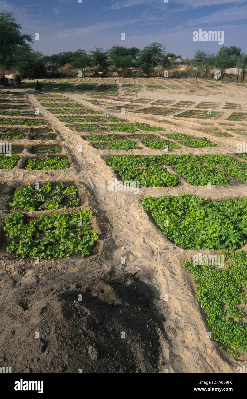 Tombouctou gardens in the traditional Mali style These gardens are ...