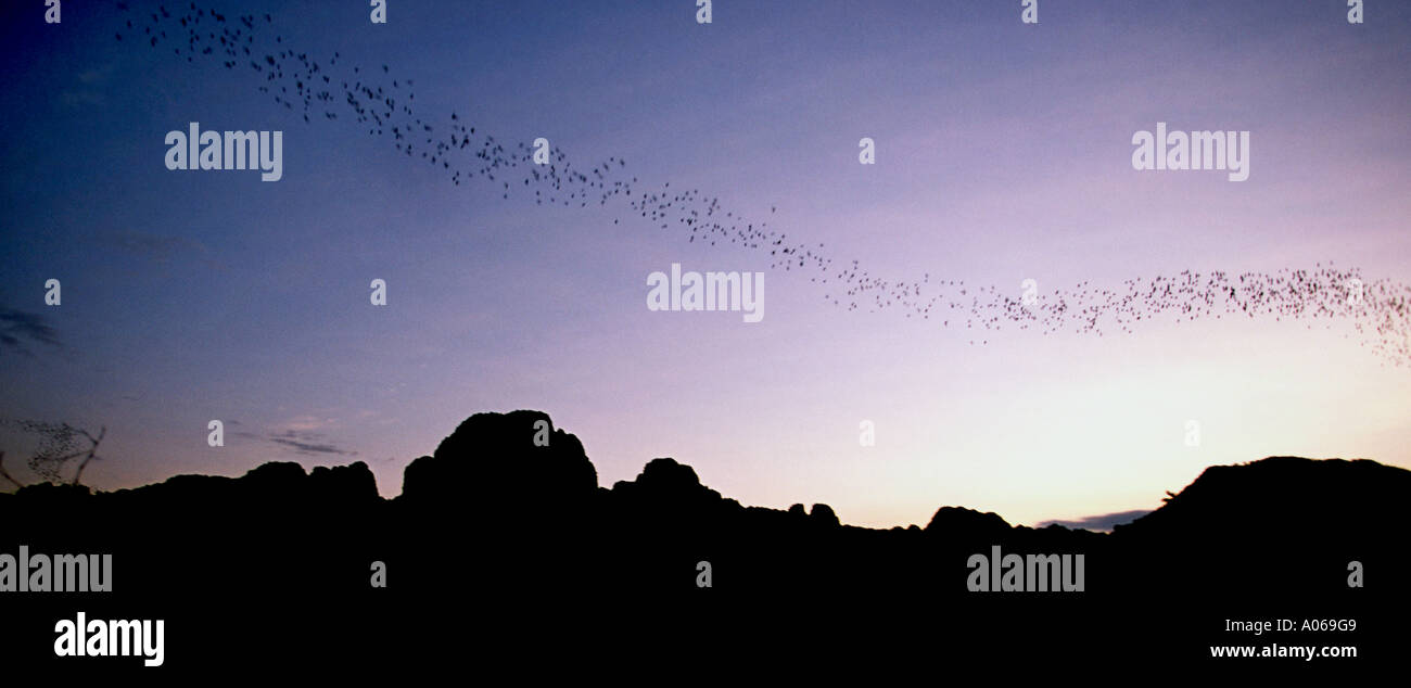 Bat migration hi-res stock photography and images - Alamy