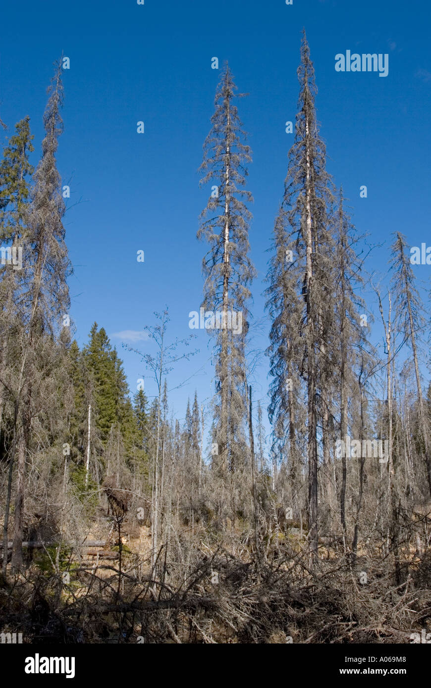 Flooded water from a beaver dammed creek has caused major taiga forest ...