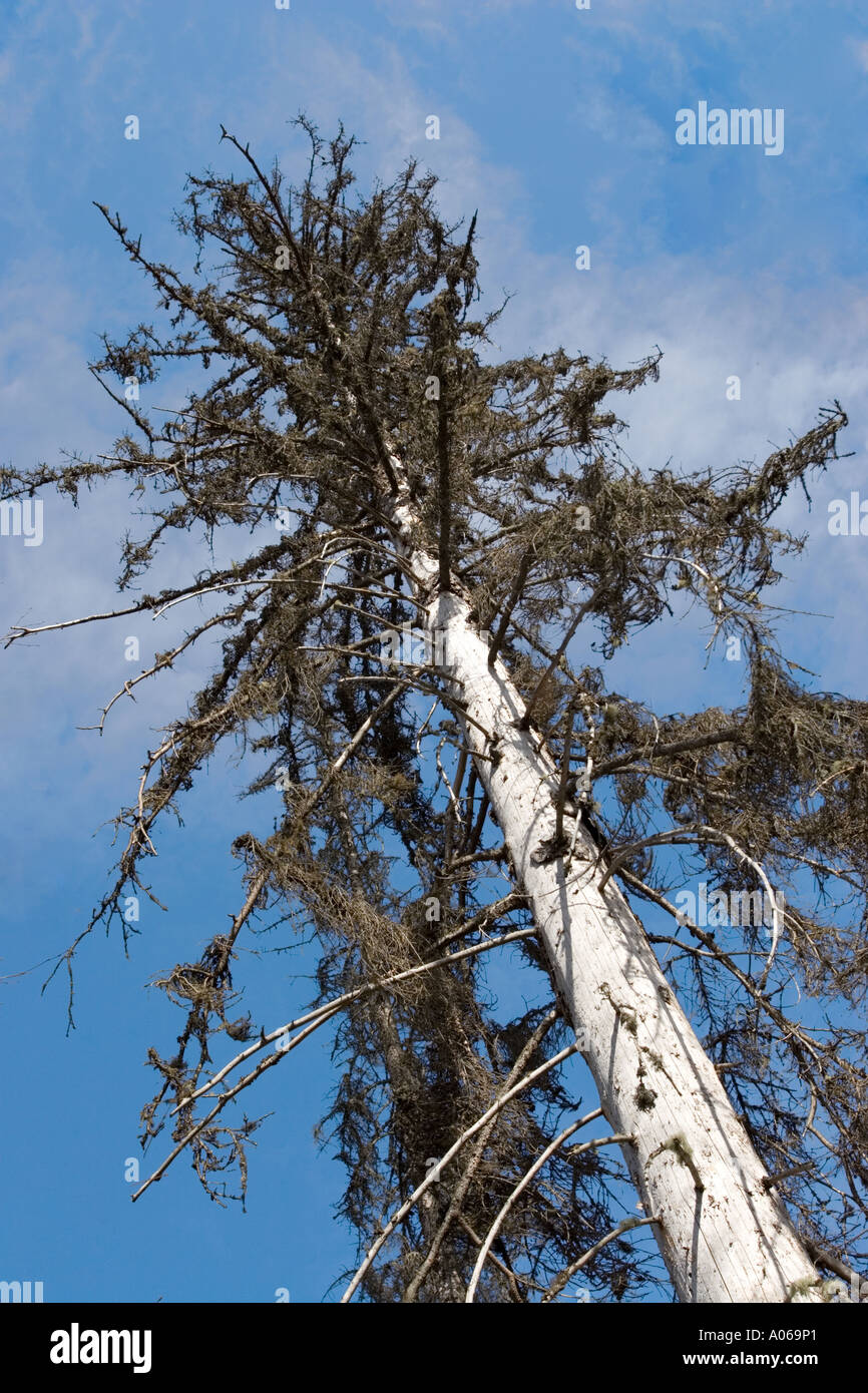 Stem of a dead standing spruce ( picea abies ) , Finland Stock Photo ...