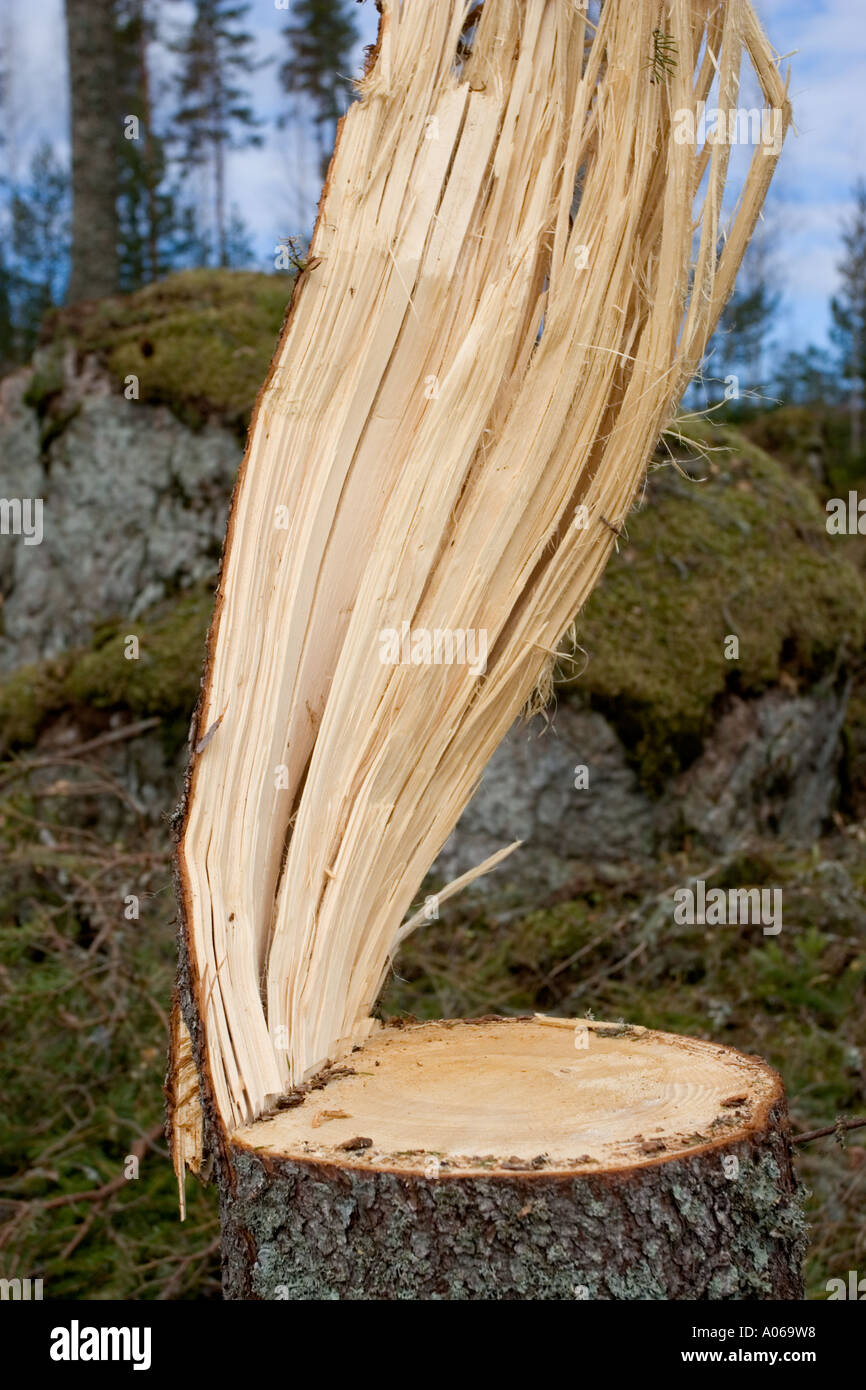 Stump of a recently felled spruce ( picea abies ) , Finland Stock Photo ...