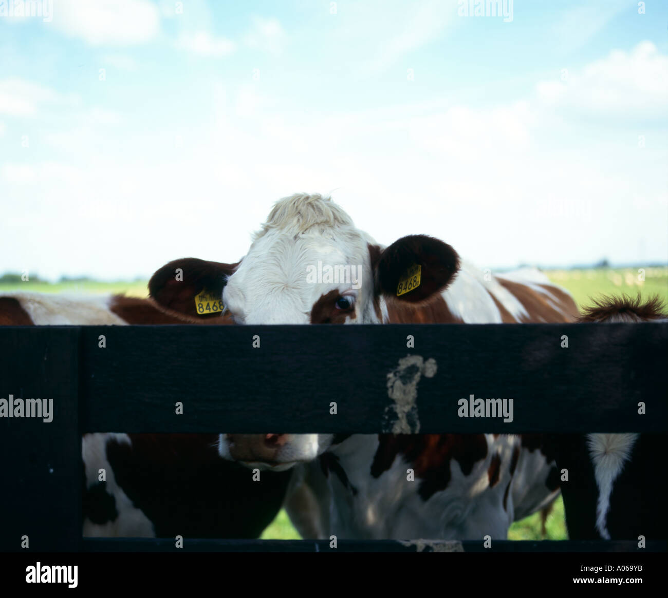 Cow looking over a fence Stock Photo - Alamy