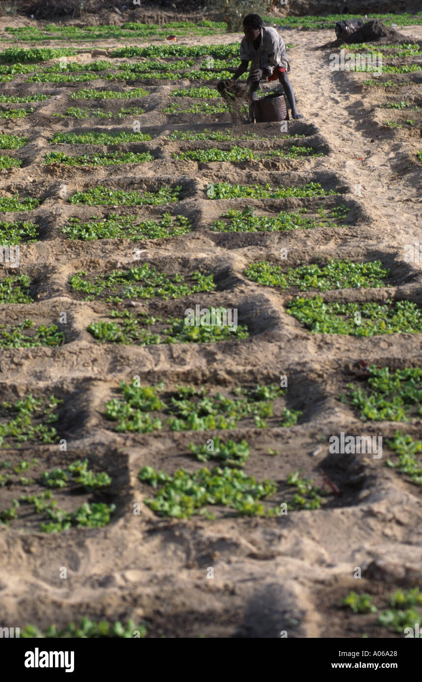 Tombouctou gardens in the traditional Mali style These gardens are ...