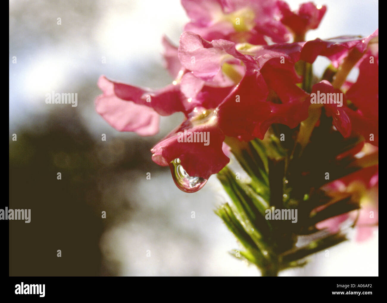 rainwater dripping from flower Stock Photo - Alamy