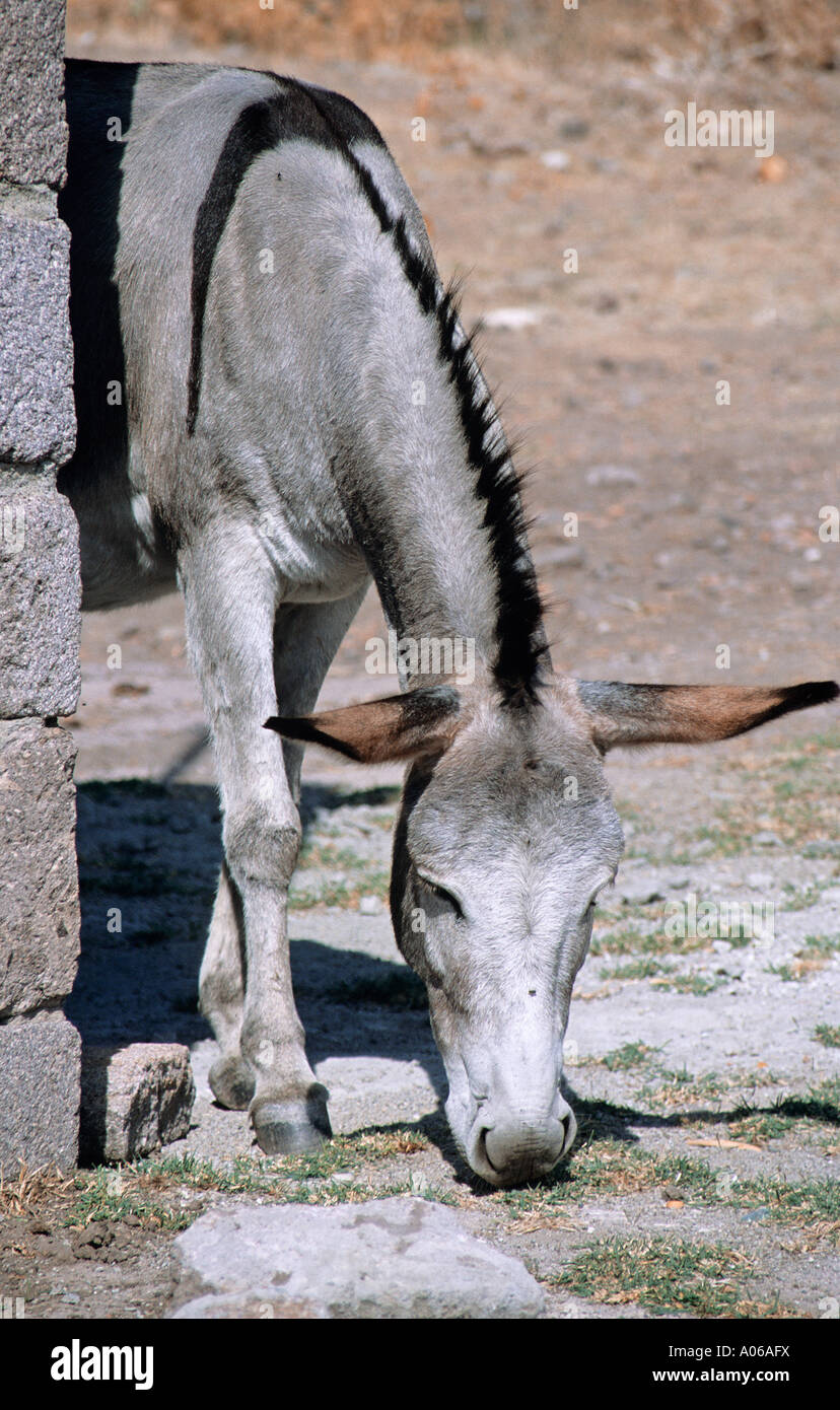 Donkey in the ancient ruins of the citadel In the centre of the citadel ...