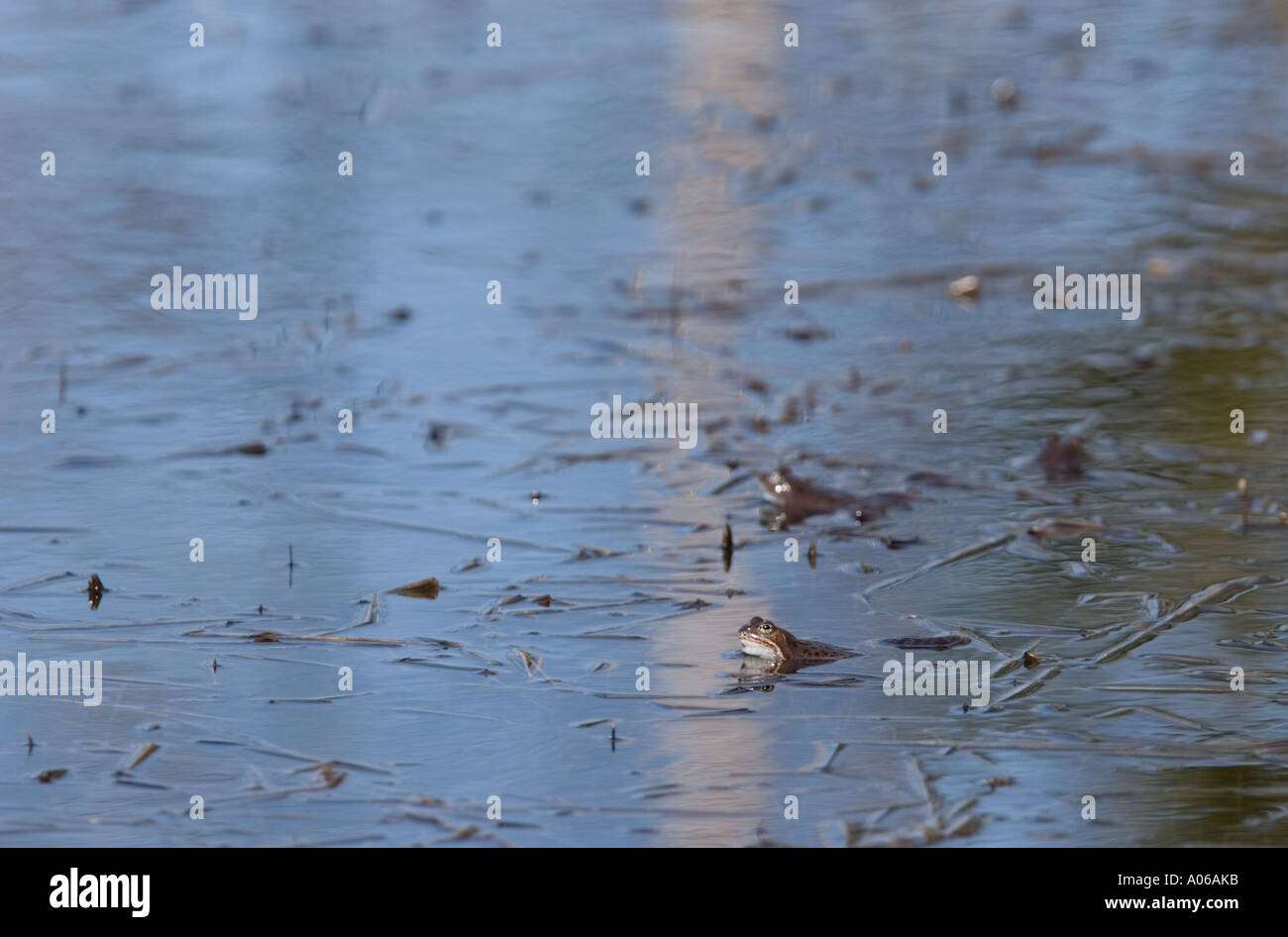 Frogs of scandinavia hi-res stock photography and images - Alamy