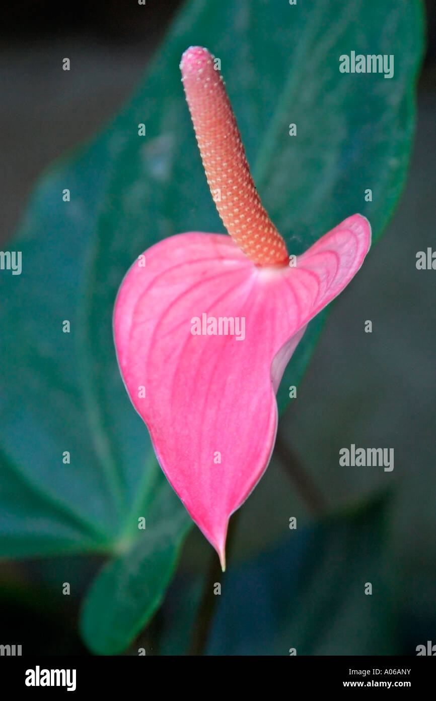 Pink Anthurium Flower in bloom Stock Photo - Alamy