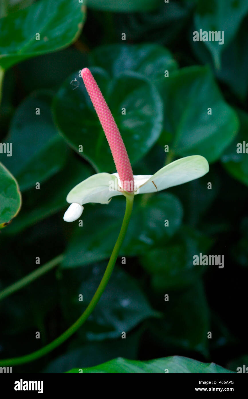 Anthurium flower in bloom Stock Photo - Alamy