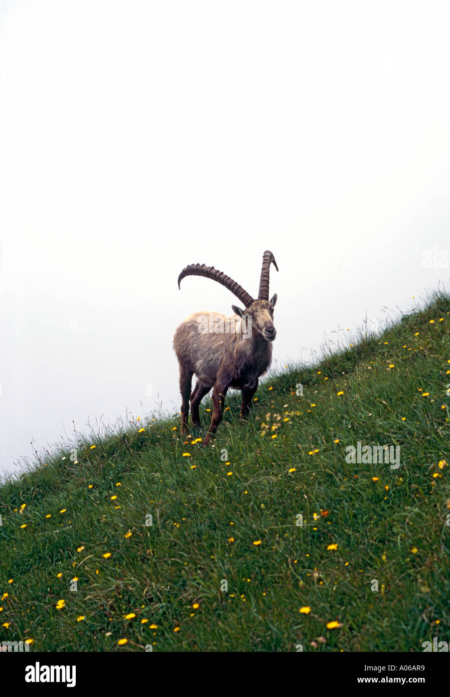 Steinbock stone ram Stock Photo - Alamy