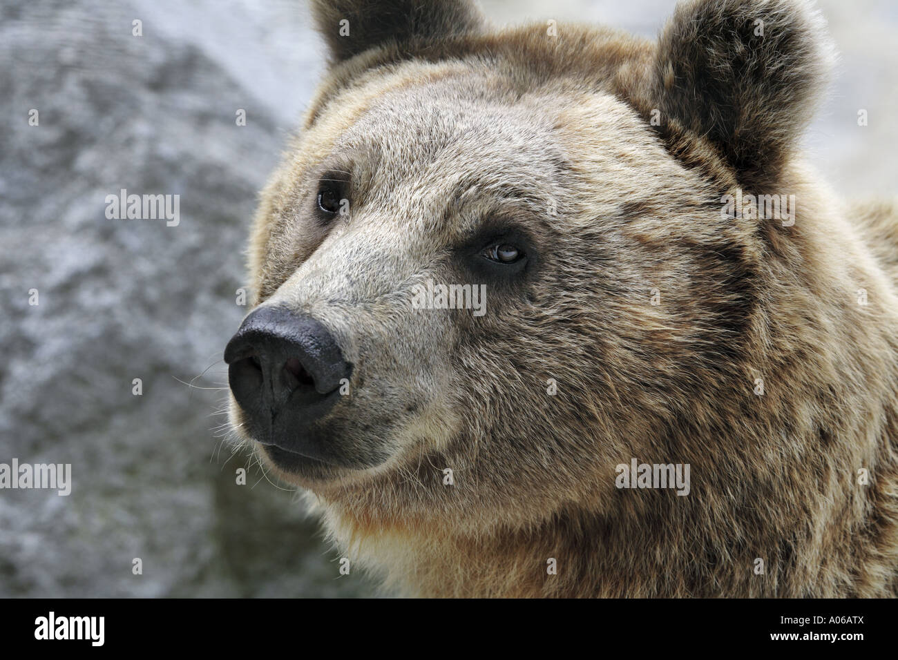 Syrian brown bear ursus syriacus hi-res stock photography and images ...