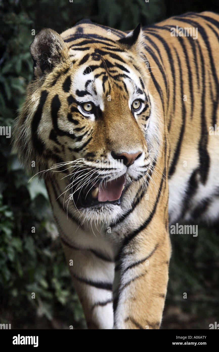 Rarest tiger hi-res stock photography and images - Alamy