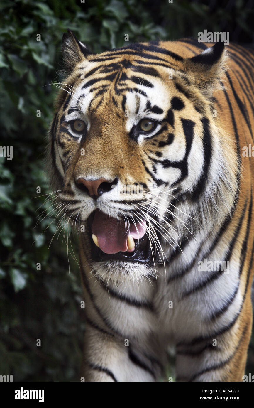 Rarest tiger hi-res stock photography and images - Alamy