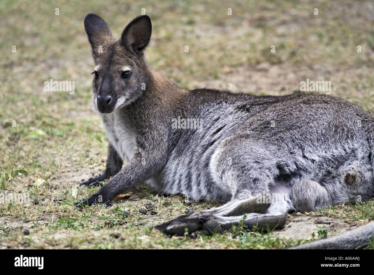 Resting wallaby hi-res stock photography and images - Alamy