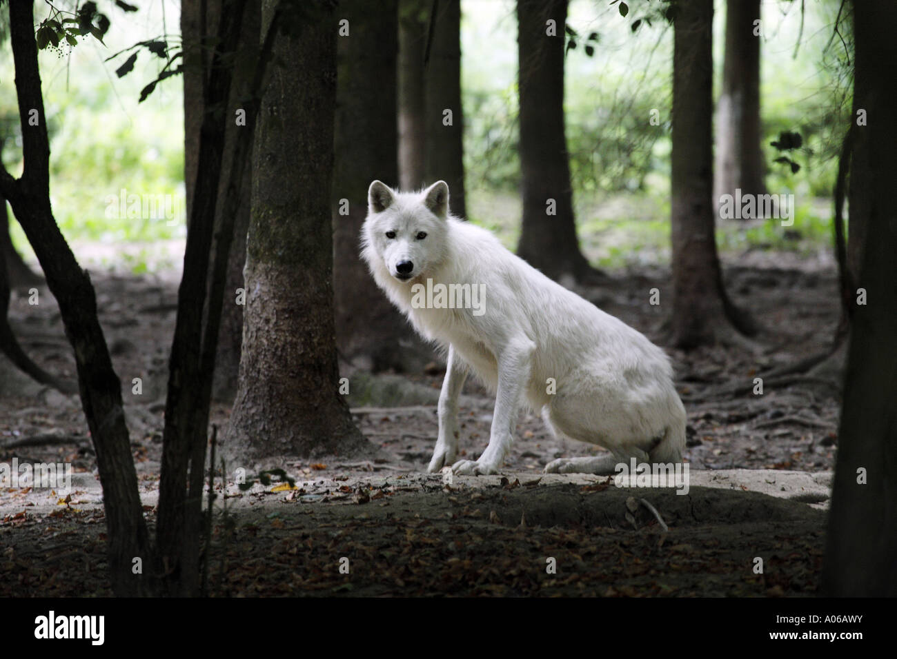 Hidden wolf forest hi-res stock photography and images - Alamy