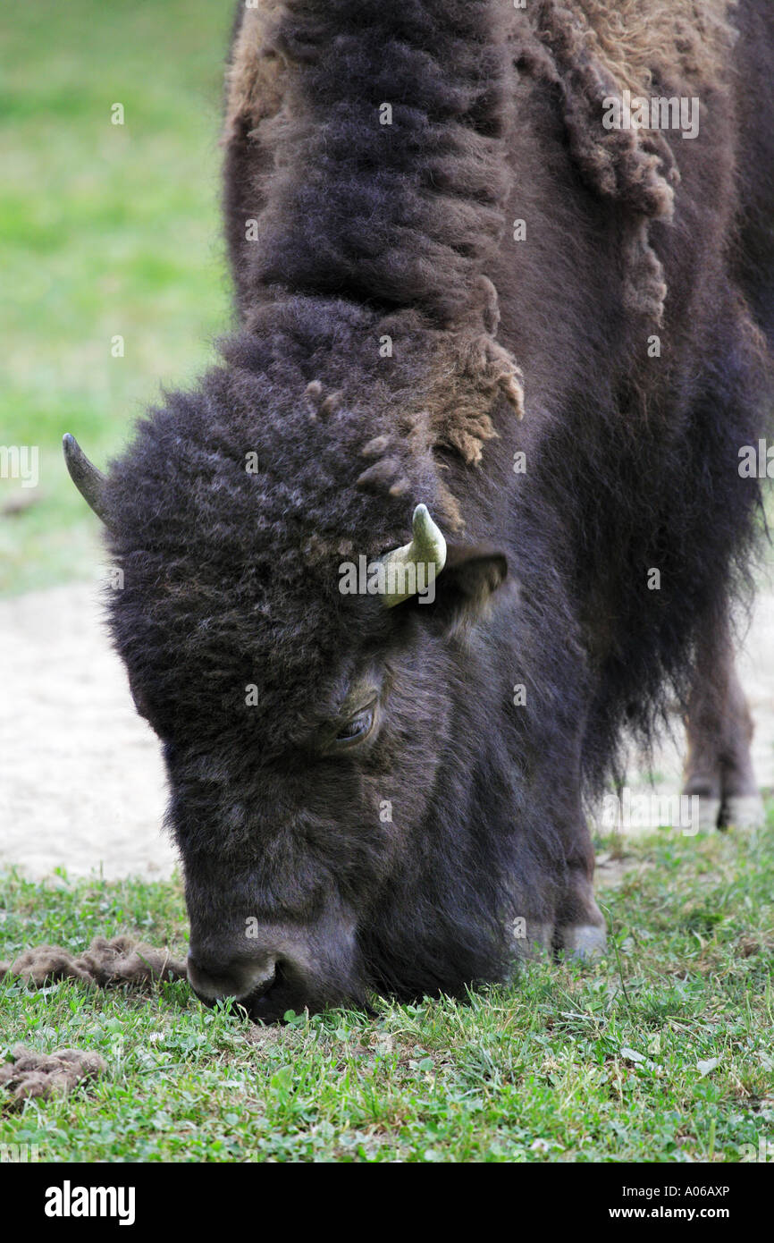 American bison buffalo stand hi-res stock photography and images - Alamy