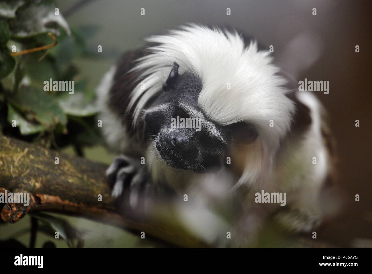 cotton-top tamarin monkey Stock Photo - Alamy