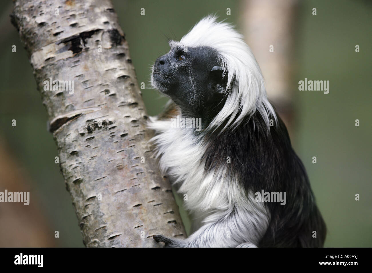 cotton-top tamarin monkey Stock Photo - Alamy