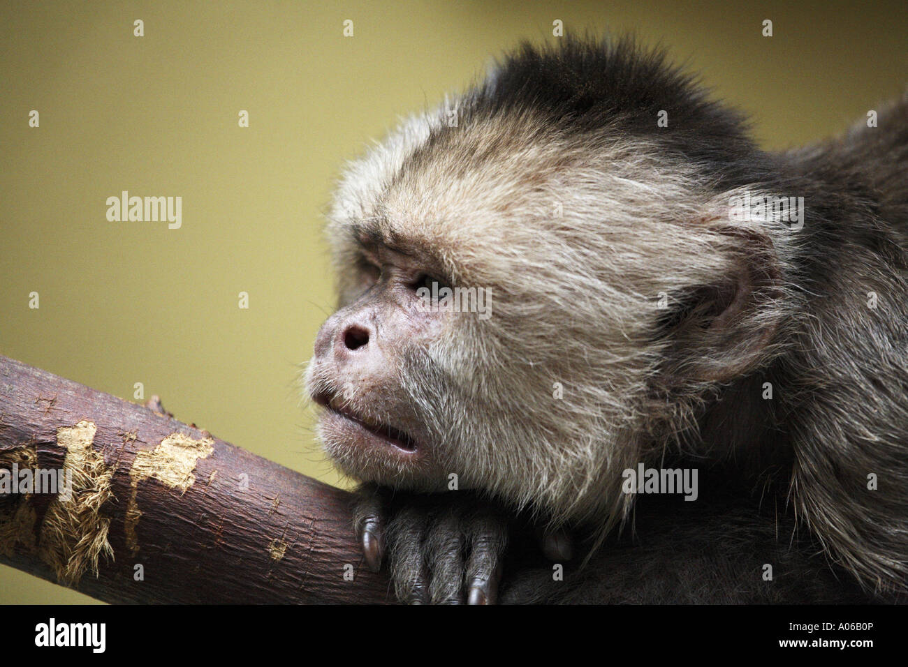 White fronted capuchin hi-res stock photography and images - Alamy