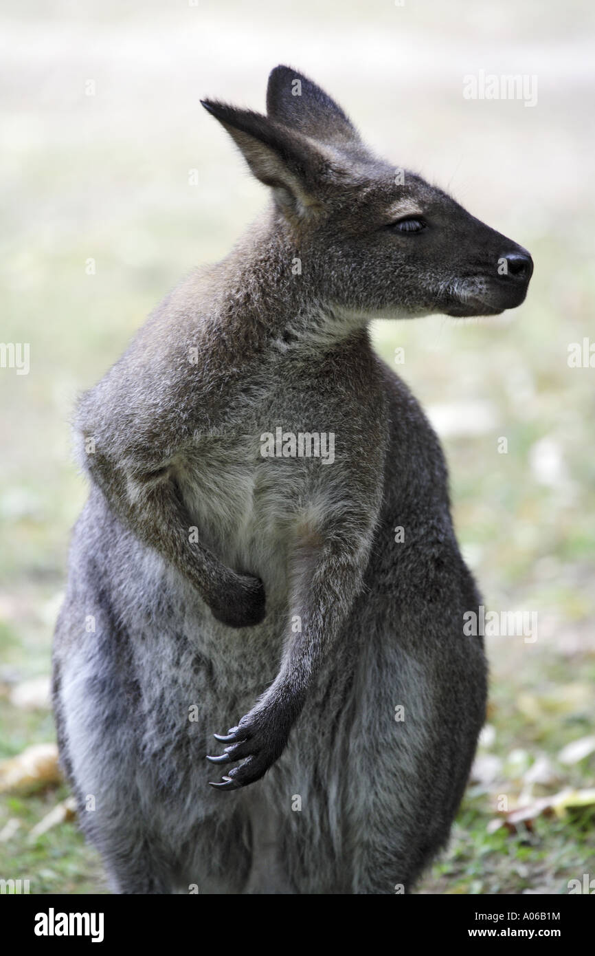 Kangaroo scratching belly hi-res stock photography and images - Alamy