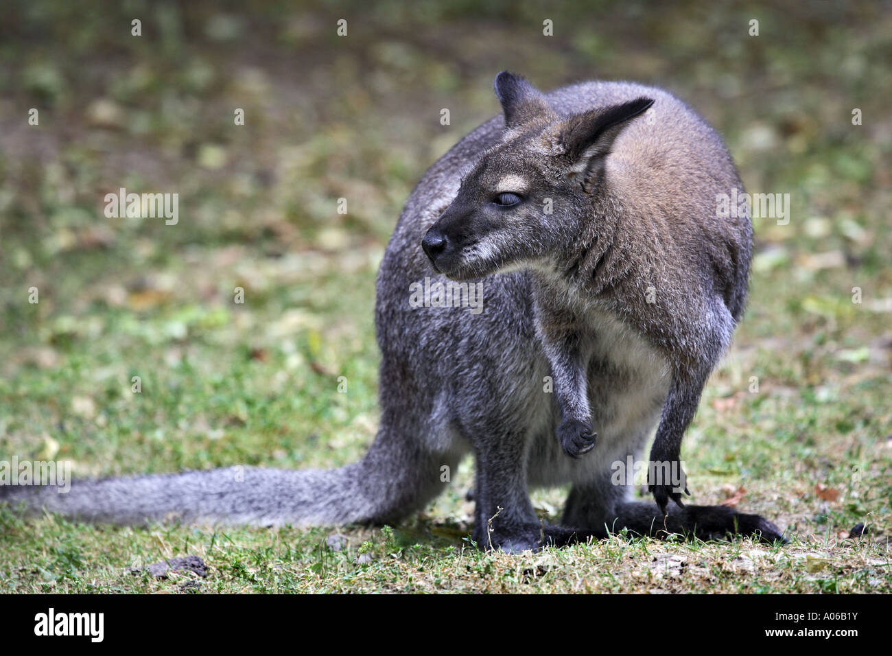 Wallaby in captivity hi-res stock photography and images - Alamy