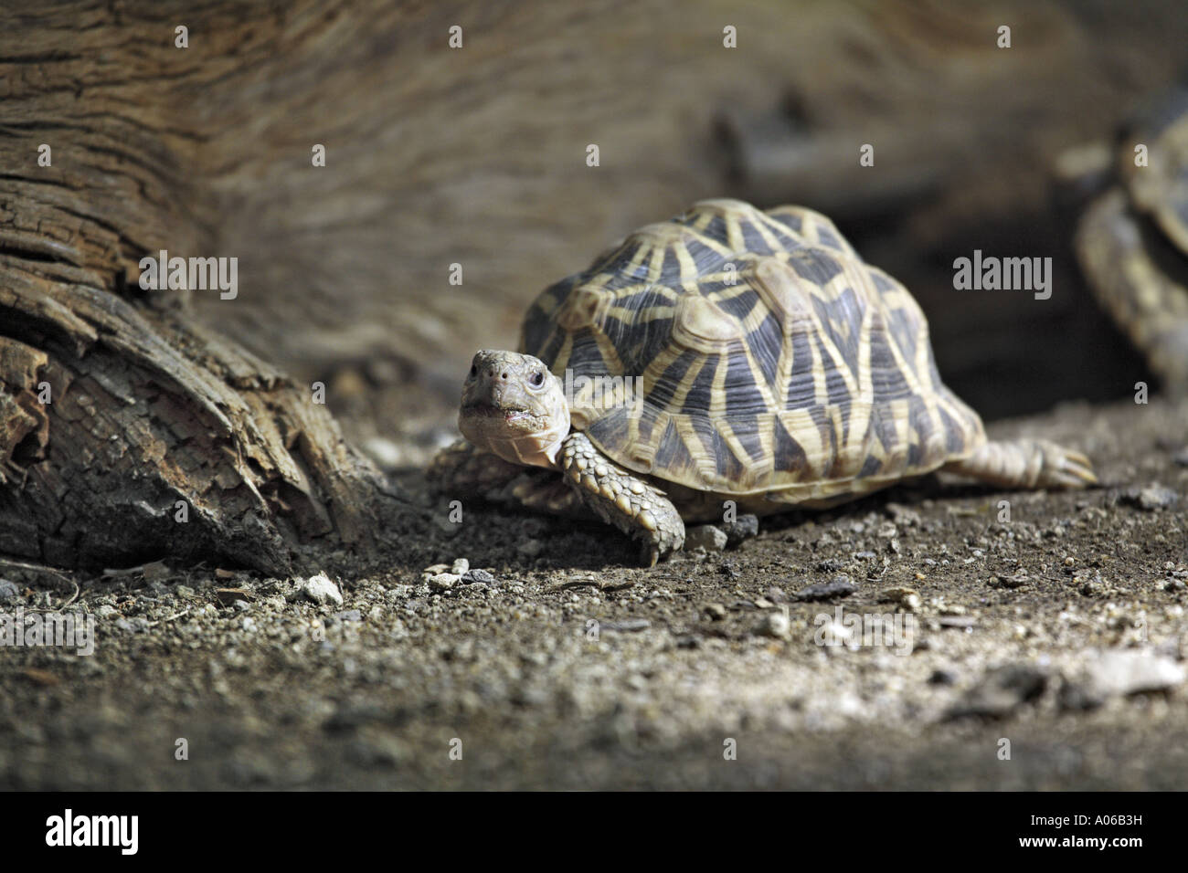 Indian star turtle geochelone hi-res stock photography and images - Alamy