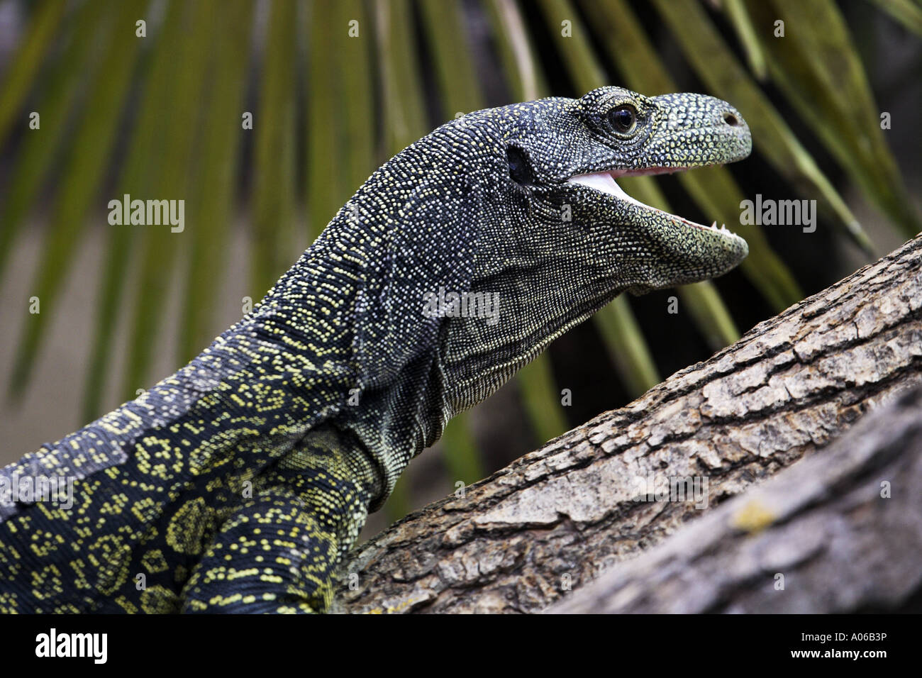 Crocodile monitor hi-res stock photography and images - Alamy