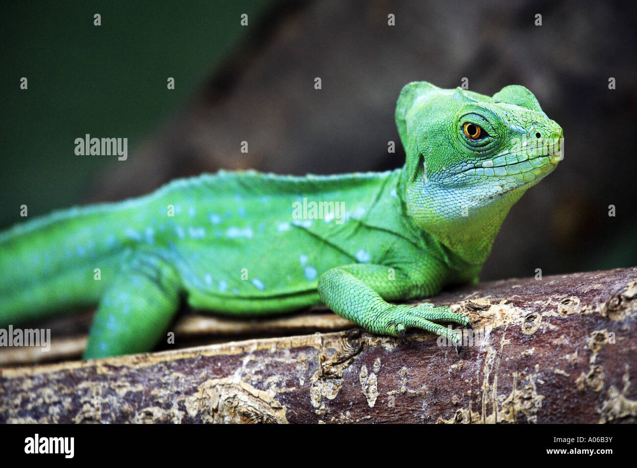 Lizard rest on tree hi-res stock photography and images - Alamy