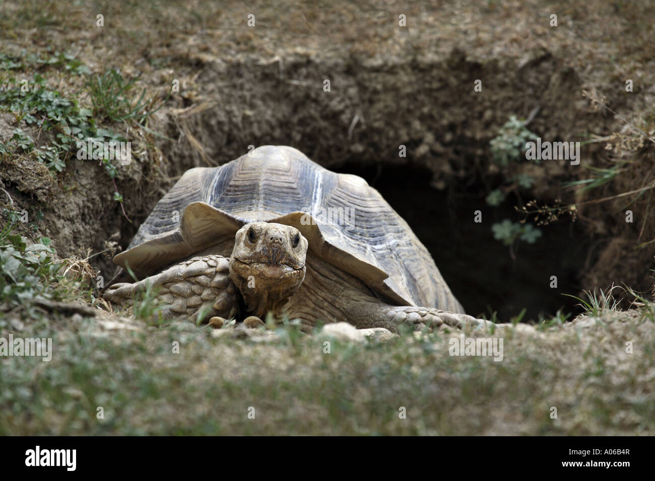 Spurred species hi-res stock photography and images - Alamy