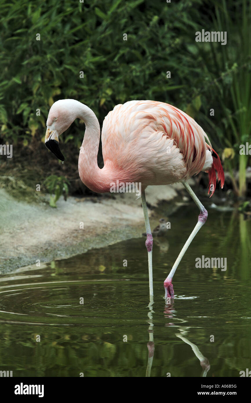 Captive greater flamingo standing hi-res stock photography and images ...