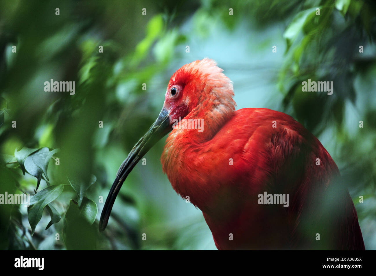Close up scarlet ibis standing hi-res stock photography and images - Alamy