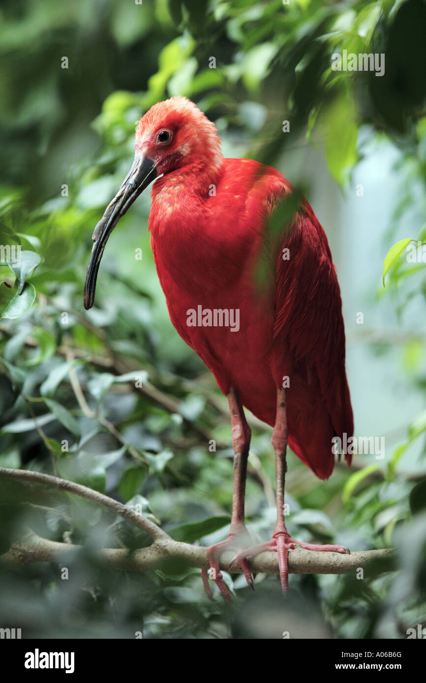 Scarlet ibis species in hi-res stock photography and images - Alamy